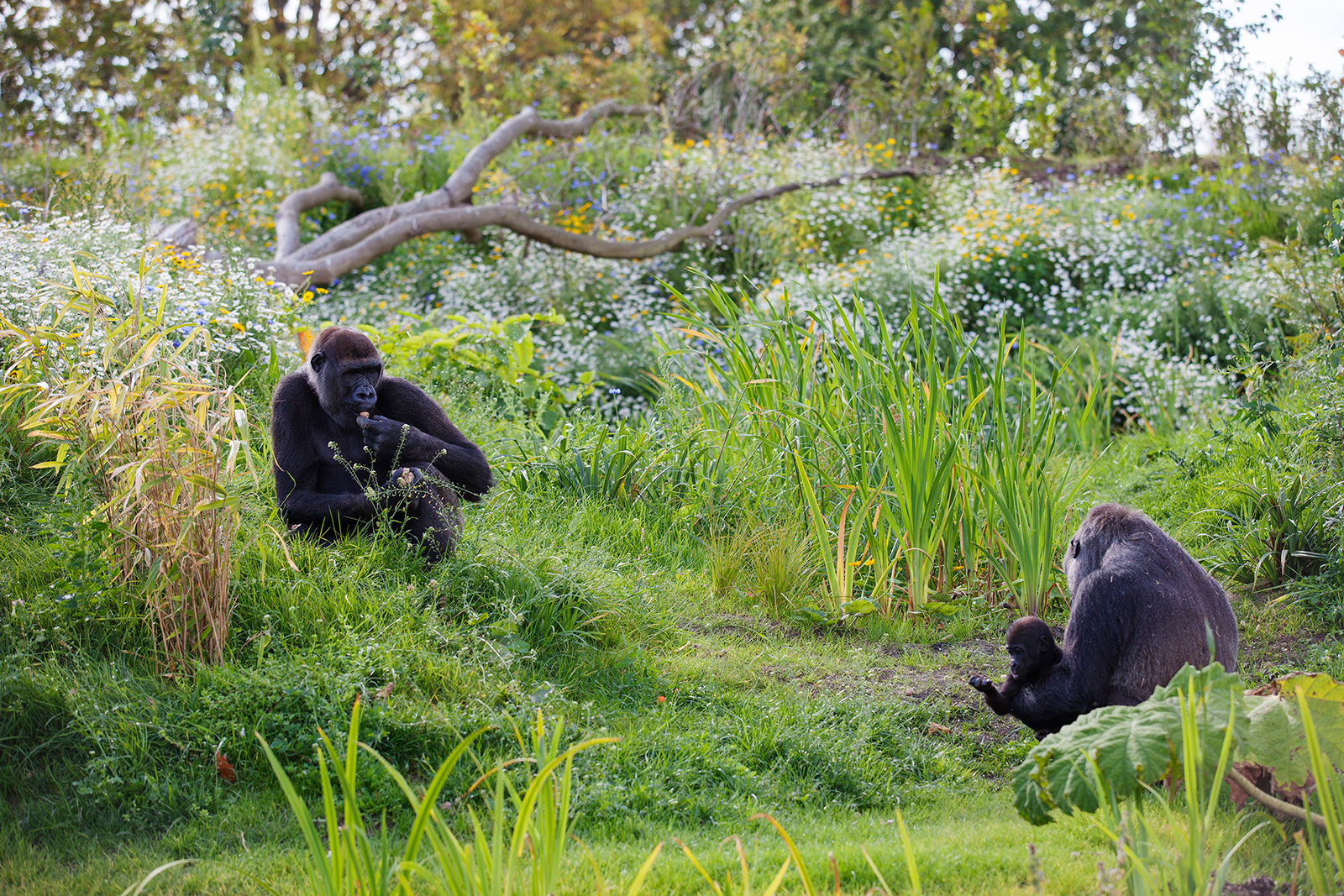 Wildlife – Jones and Jones