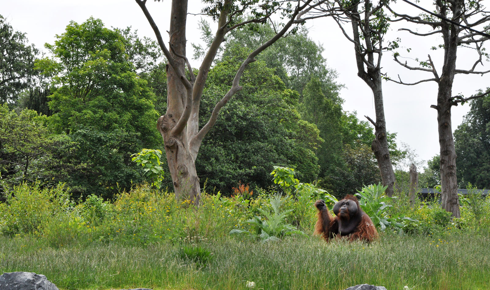 Wildlife – Jones and Jones